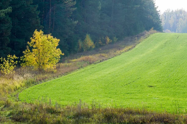 Autumn, winter wheat, winter grains, red yellow beautiful trees, bright ...