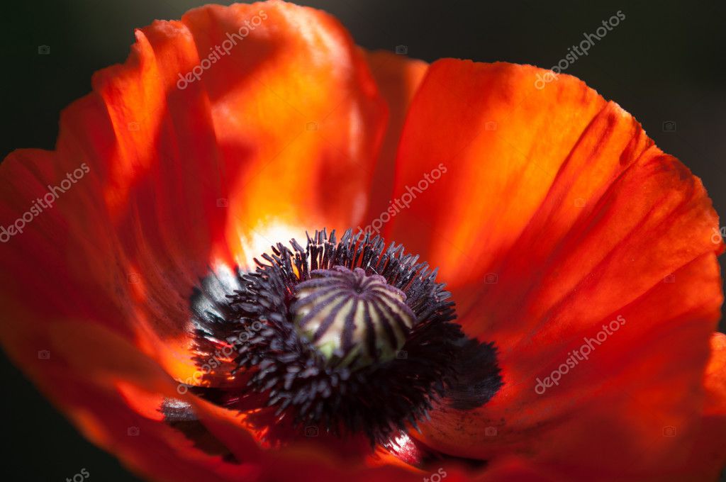 Poppy Herbaceous Plant Showy Flowers Milky Sap Rounded Seed Capsules ...