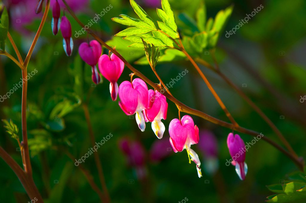 Lamprocapnos spectabilis. corazón sangrante. Corazón sangrante asiático ...