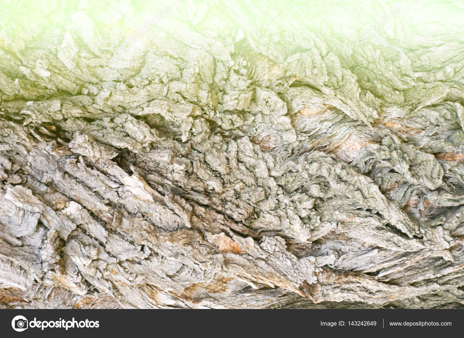 Texture Background Pattern Bark Tree Timber Piece Trunks Stems Roots ⬇ ...