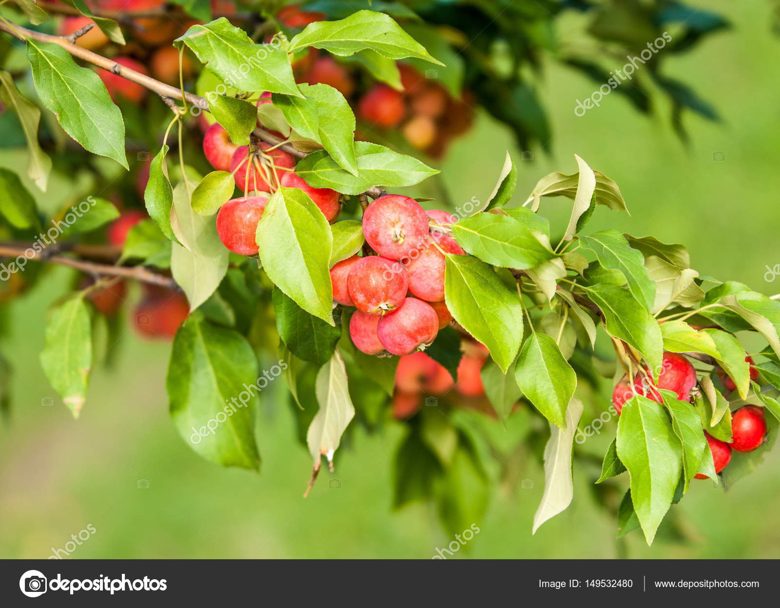 Crabapple Wild Apple Malus Genus Species Small Deciduous Apple Trees ...