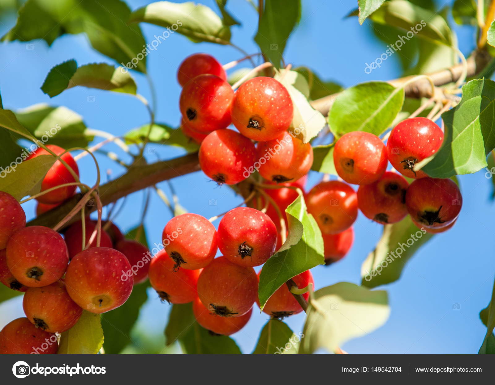 Crabapple and Wild apple. Malus is a genus of about species of small ...