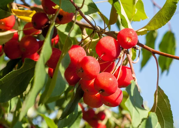 Crabapple and Wild apple. Malus is a genus of about species of small ...