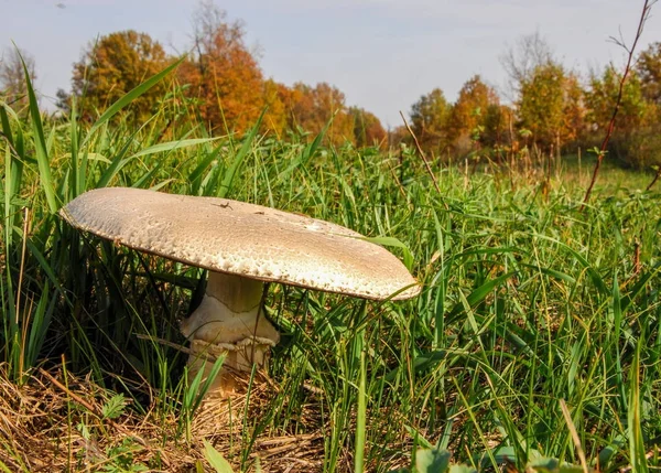 Genus agaricus Stock Photos, Royalty Free Genus agaricus Images ...