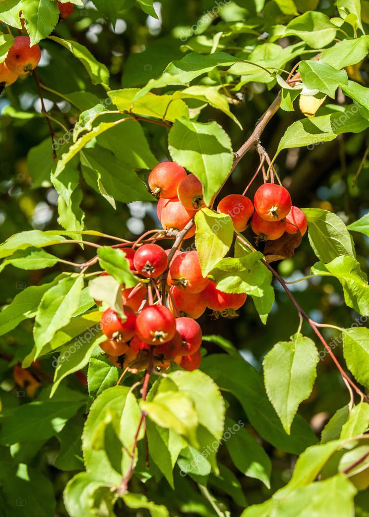 Cangrejo y manzana silvestre. Malus es un género de manzanos ...