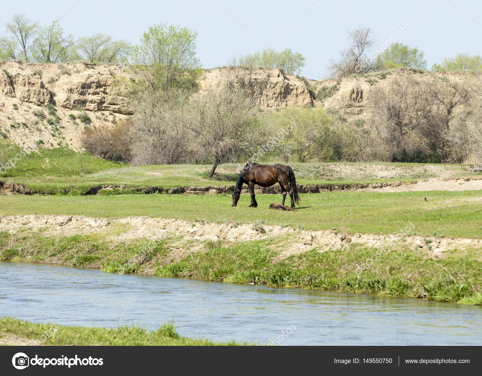 Steppe Prairie Veld Veldt Bright Sunshine Spring Desert Horses Grazing ...