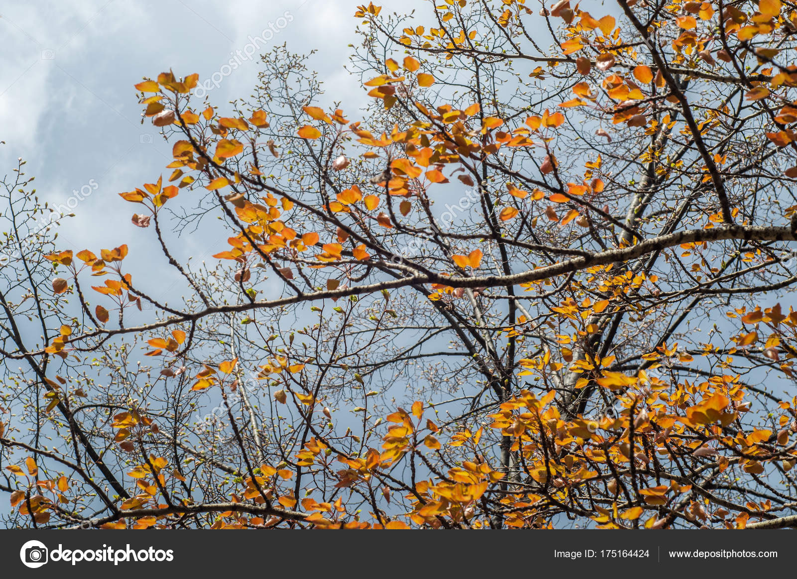 Texture Background Image Spring Landscape First Leaves Trees Stock ...