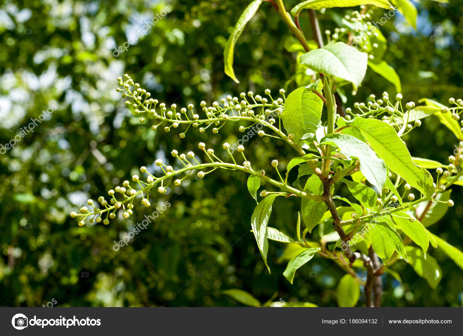 Texture Background Image Spring Landscape First Leaves Trees — Stock ...