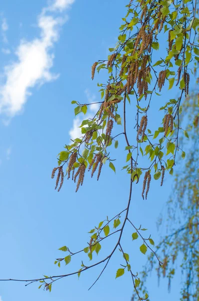 Deciduous tree branches and leaves on sky background — Stock Photo ...