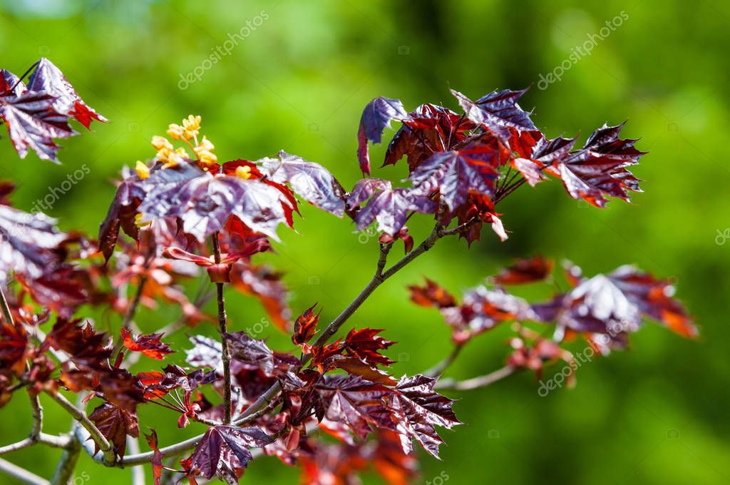 El arce rojo Acer rubrum, también conocido como pantano, agua o arce ...