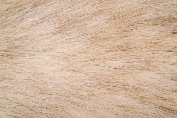 Dog fur texture Stock Photos, Royalty Free Dog fur texture Images ...