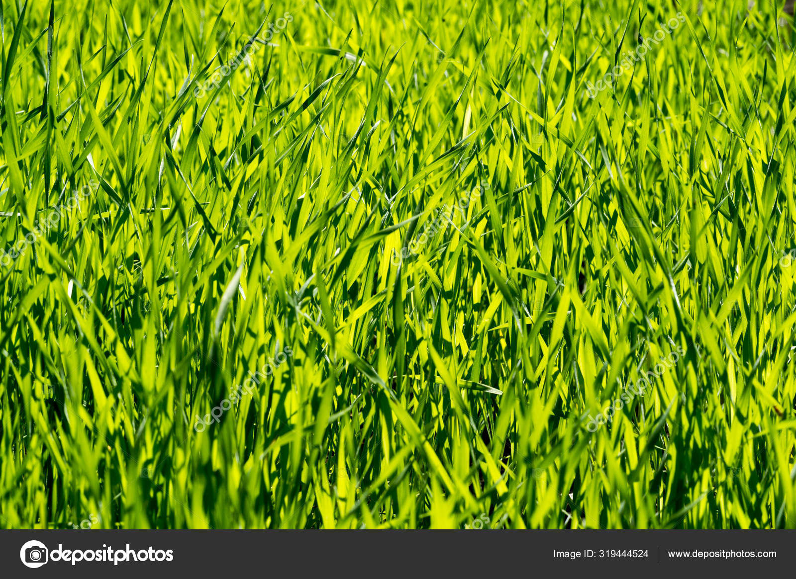 The grass is green, the lawn is not trimmed, the young shoots of ...