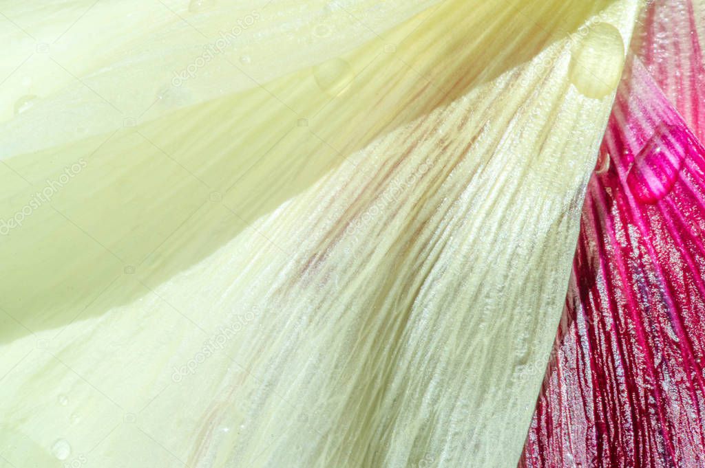 Malva es un género de lepidópteros perteneciente a la familia Malvaceae ...