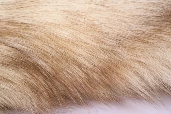 Texture background, pattern. Fox fur, Polar fox with valuable fu ...