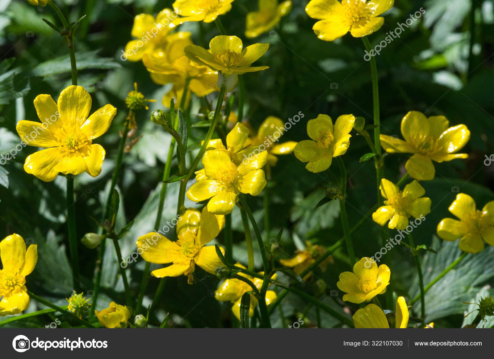 Ranunculus acris is a species of flowering plant in the family R Stock ...