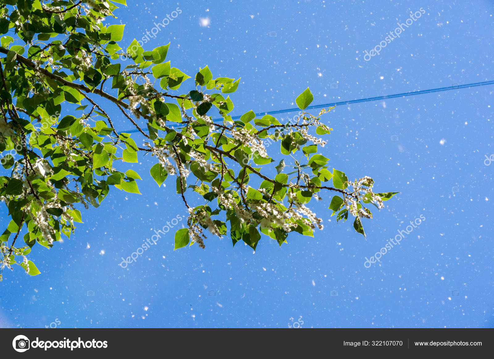 Semillas Pelusa Álamo Realidad Trata Semillas Álamo Que Son Producidas ...