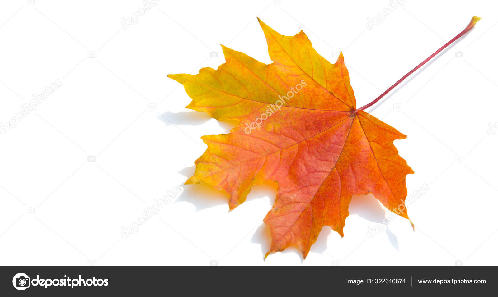 Canada National Tree