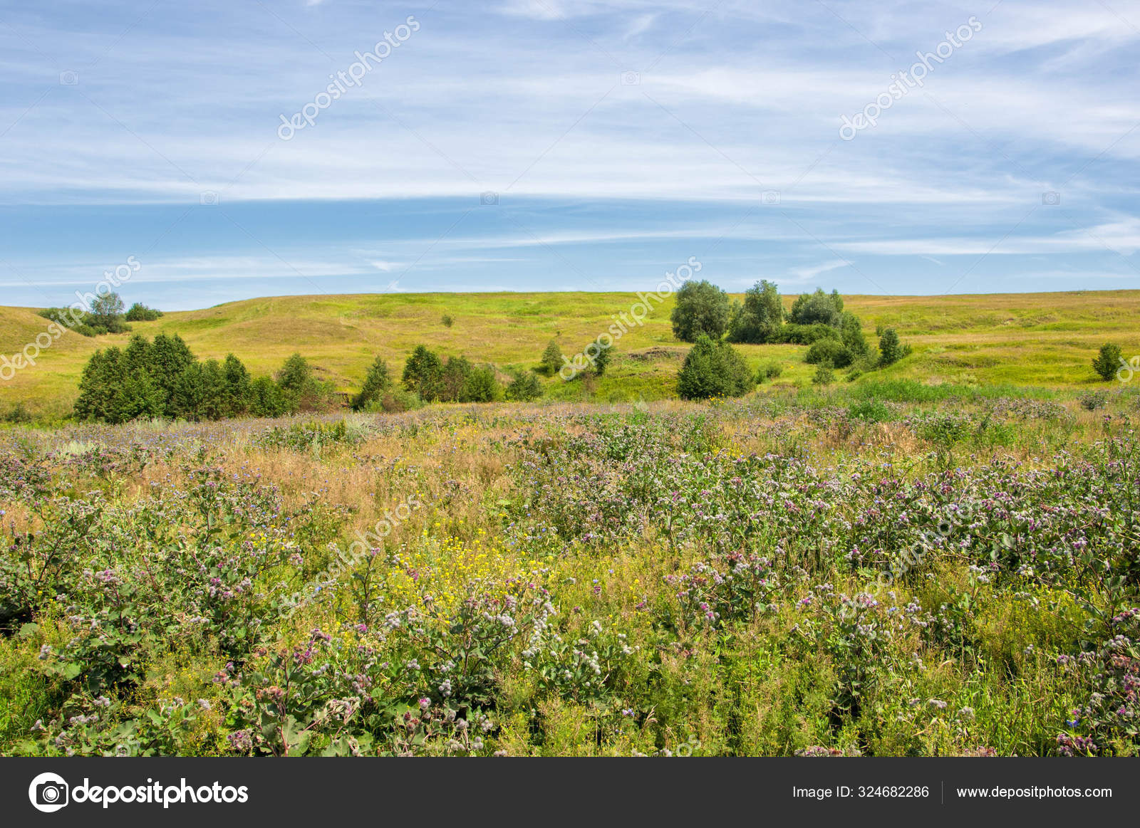 Summer landscape, ravine, grass sedge, mixed grass. Trees of pin ...