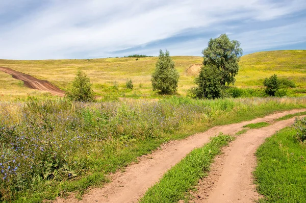 Summer landscape, ravine, grass sedge, mixed grass. Trees of pin ...