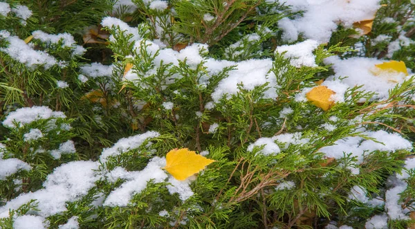 The first snow, late autumn, autumn leaves on the snow. snowfall ...