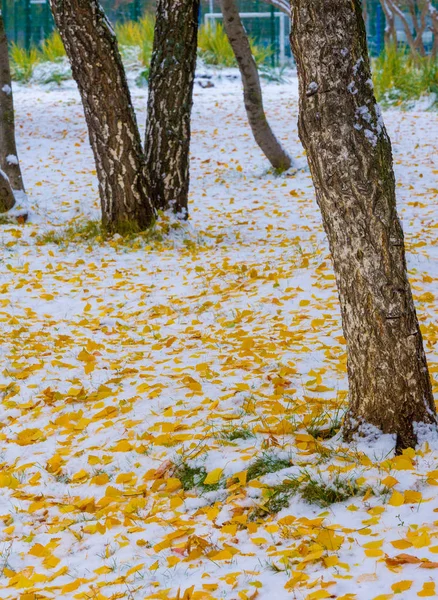 The first snow, late autumn, autumn leaves on the snow. snowfall ...