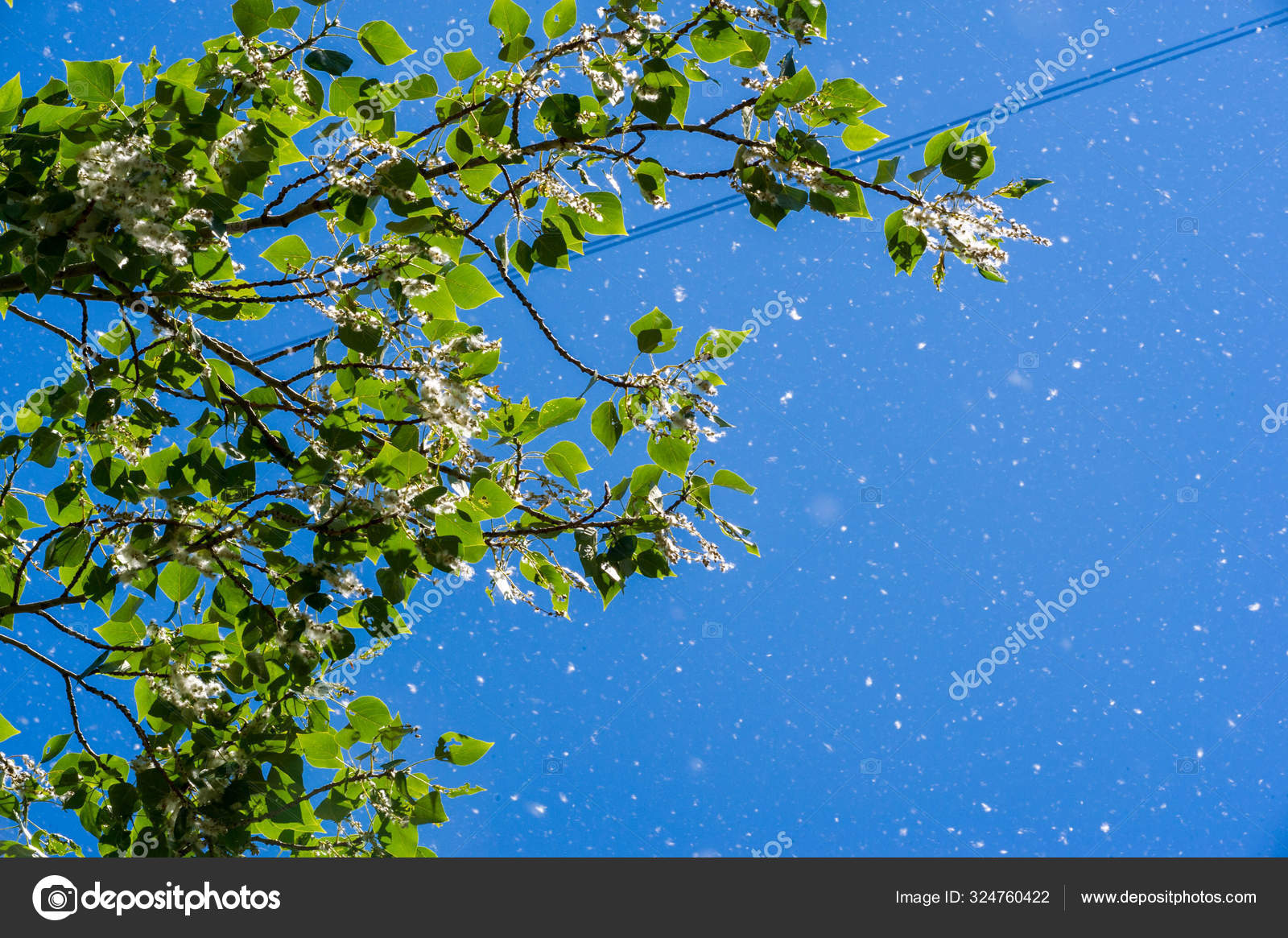 Seeds Poplar Fluff Actually Poplar Seeds Produced Female Trees Species ...