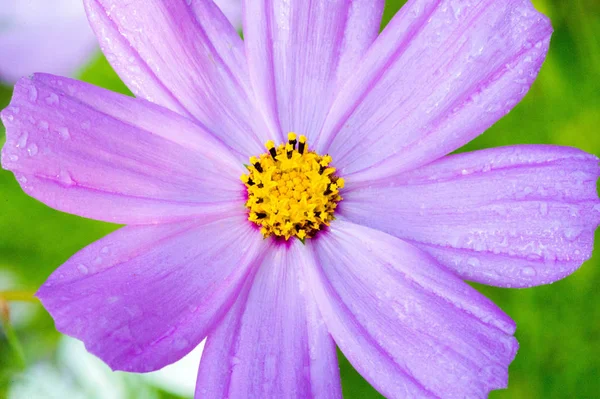 Cosmos flower Stock Photos, Royalty Free Cosmos flower Images ...