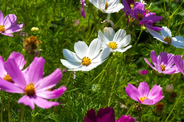 Flowers Cosmos es nativo de matorrales y prados en México, donde se ...