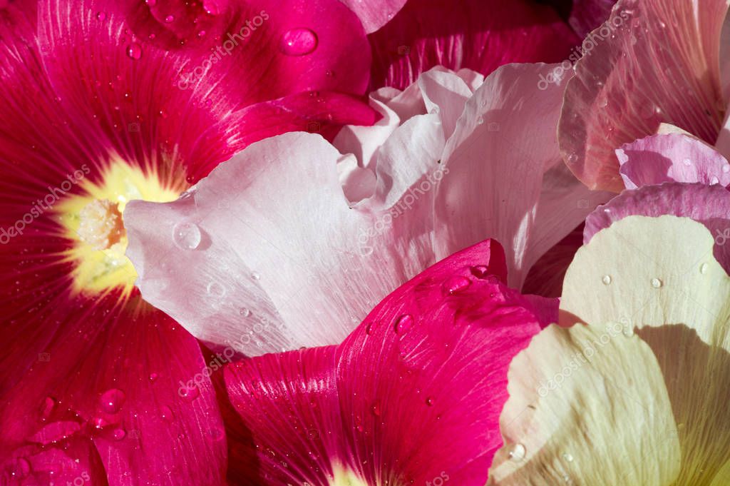 Malva es un género de malvas perteneciente a la familia Malvaceae. Es ...