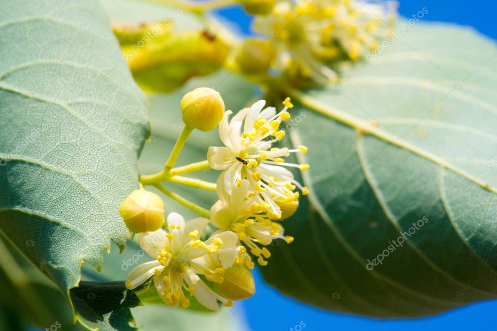 Una flor de tilo. El género es comúnmente llamado lima en el Reino ...