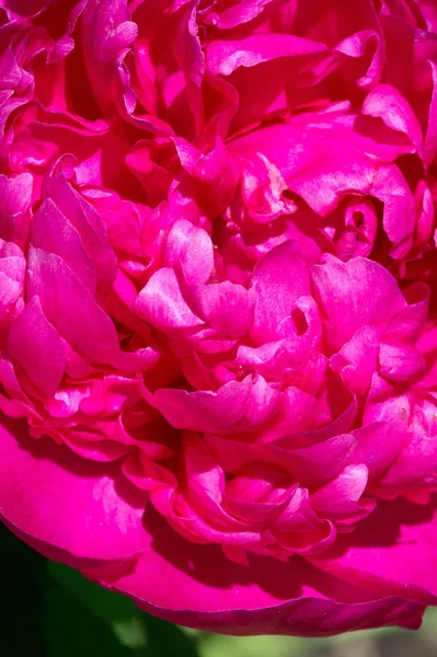 A peony texture Stock Photos, Royalty Free A peony texture Images ...