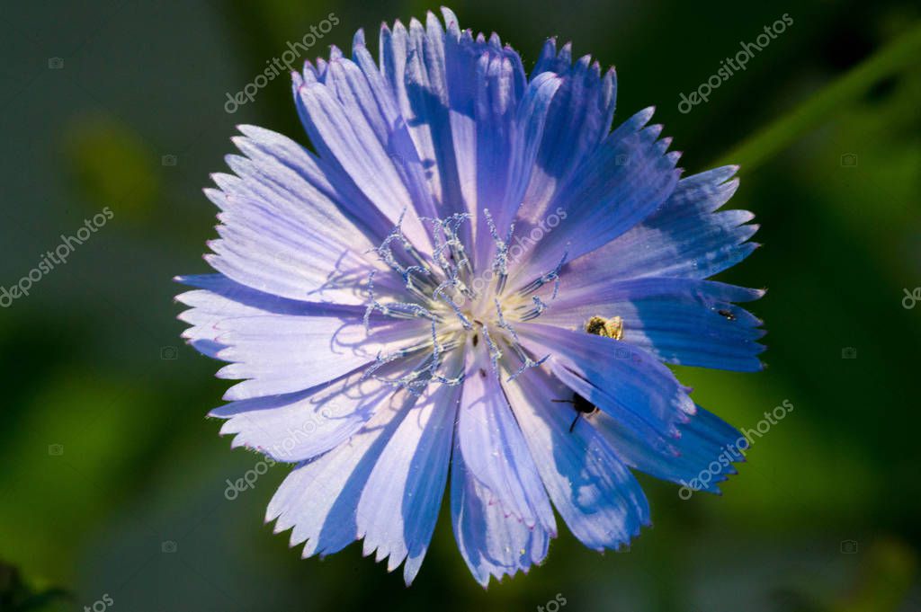 aciano azul Su popularidad en los Estados Unidos, Canadá, Gran Bretaña ...
