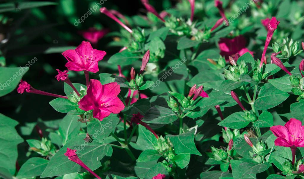 Mirabilis es un género de plantas con flores perteneciente a la familia ...