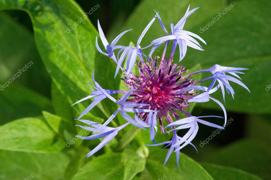 aciano azul Su popularidad en los Estados Unidos, Canadá, Gran Bretaña ...