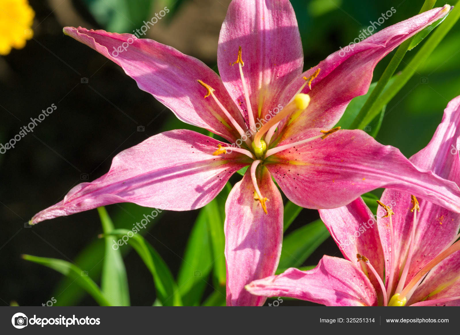 Lilium Members Which True Lilies Genus Herbaceous Flowering Plants ...