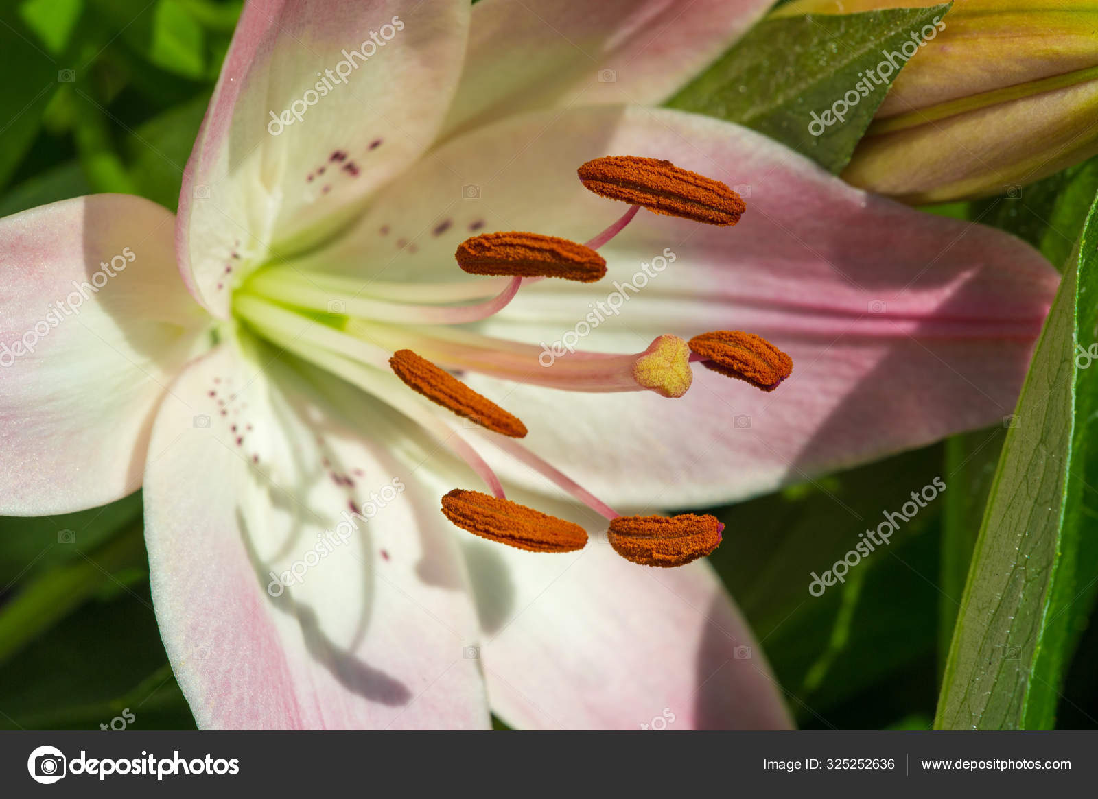 Lilium Members Which True Lilies Genus Herbaceous Flowering Plants ...