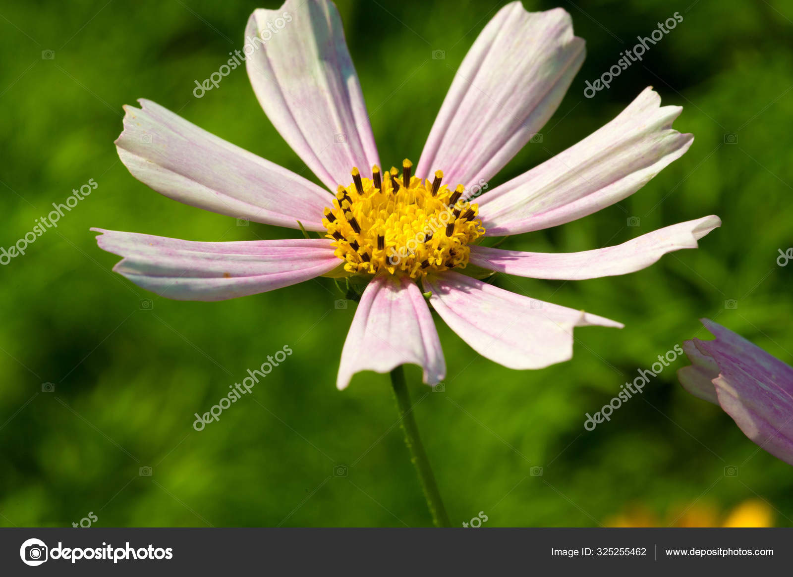 Cosmos Native Scrub Meadowland Mexico Most Species Occur Well United ...