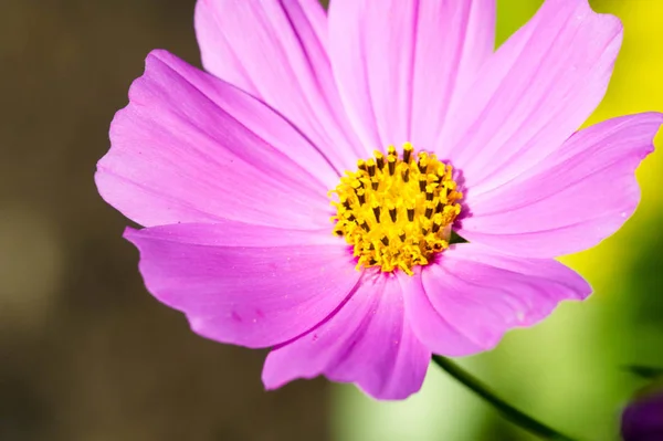 Cosmos is native to scrub and meadowland in Mexico where most of the ...
