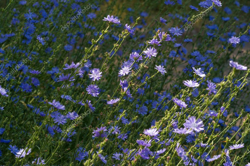 aciano azul Su popularidad en los Estados Unidos, Canadá, Gran Bretaña ...
