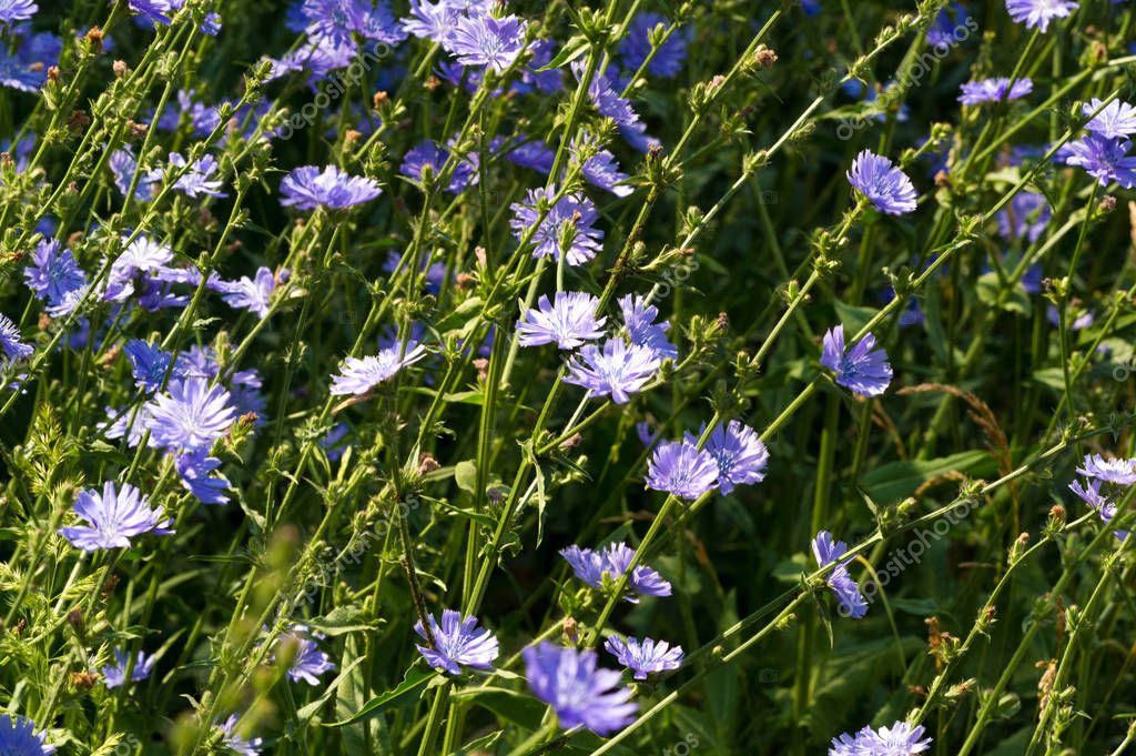 aciano azul Su popularidad en los Estados Unidos, Canadá, Gran Bretaña ...