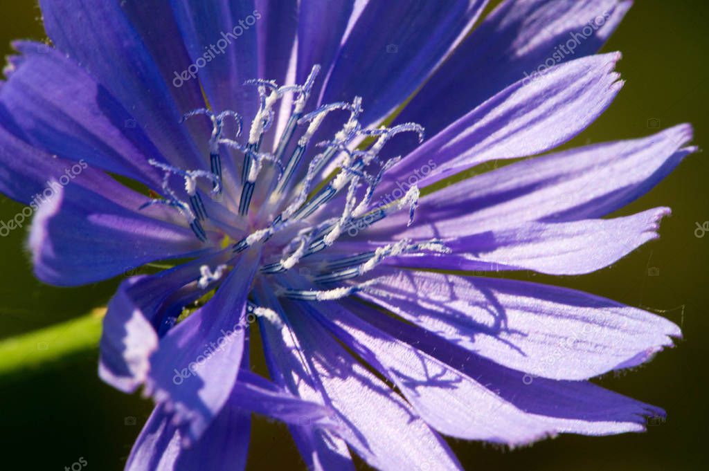 aciano azul Su popularidad en los Estados Unidos, Canadá, Gran Bretaña ...