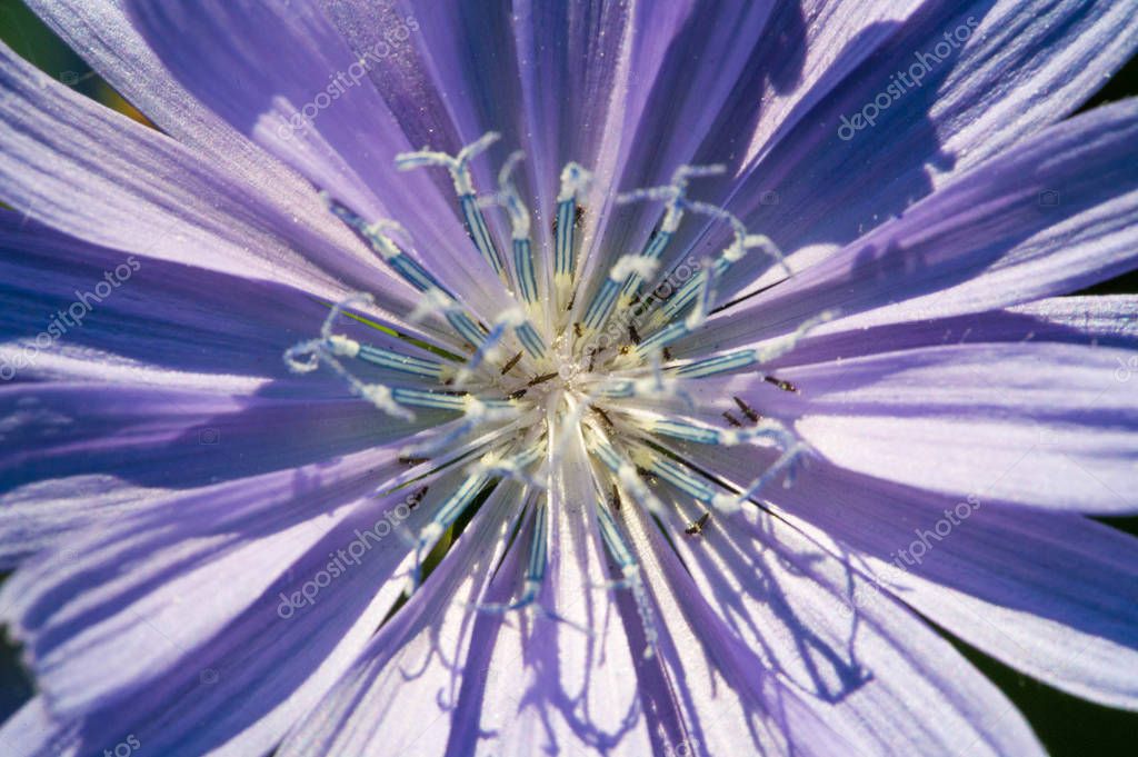 aciano azul Su popularidad en los Estados Unidos, Canadá, Gran Bretaña ...