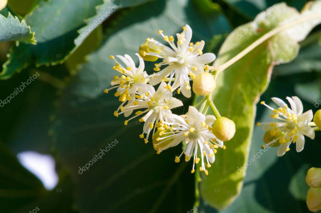 Una flor de tilo. El género es comúnmente llamado lima en el Reino ...