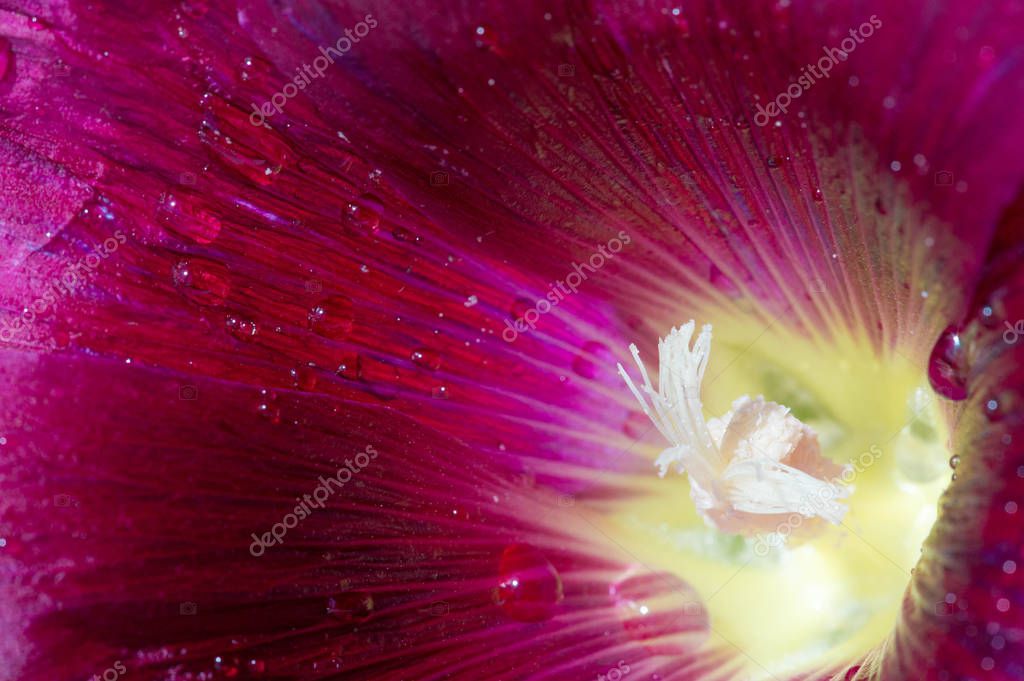 Malva es un género de malvas perteneciente a la familia Malvaceae. Es ...