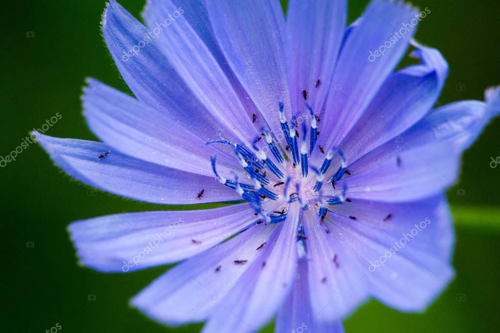 aciano azul Su popularidad en los Estados Unidos, Canad , Gran Breta a ...