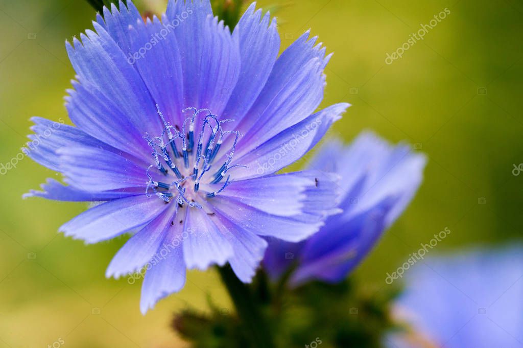 aciano azul Su popularidad en los Estados Unidos, Canadá, Gran Bretaña ...
