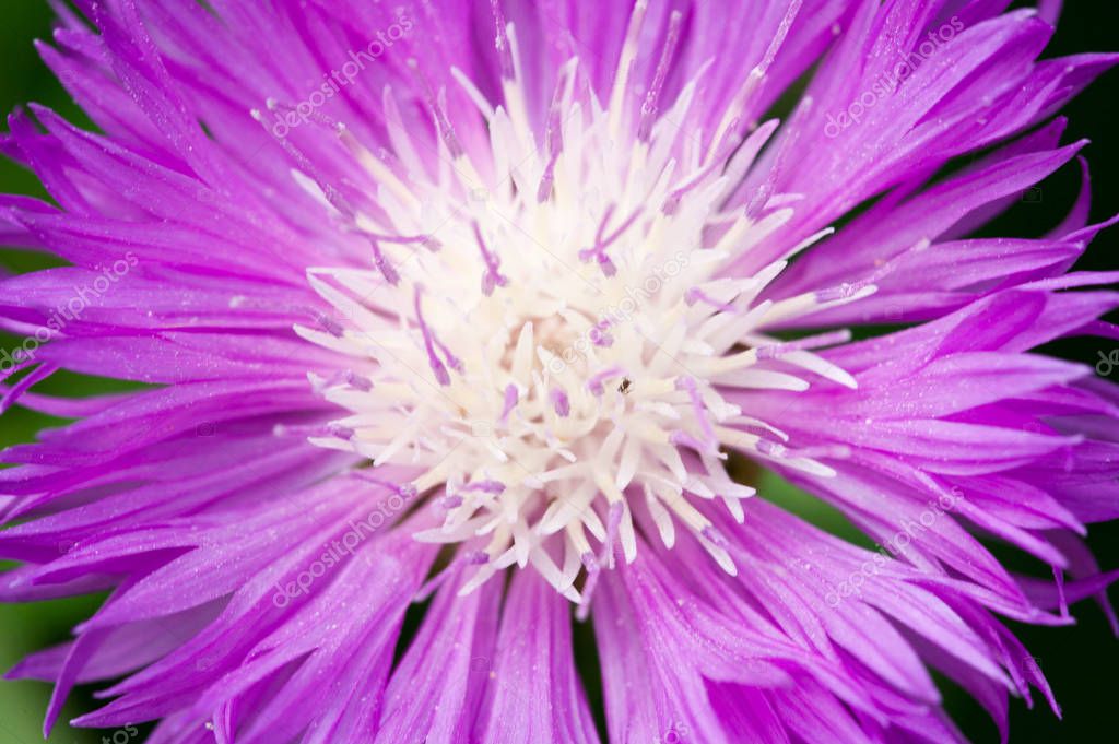 aciano azul Su popularidad en los Estados Unidos, Canadá, Gran Bretaña ...