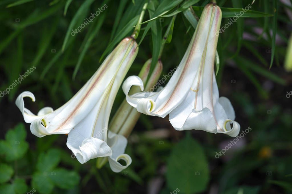 Lirios Lirio - Las flores son grandes, a menudo fragantes, y se ...