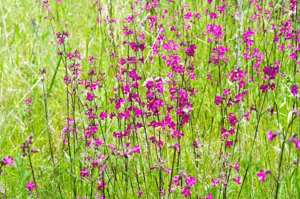 Silene viscaria es una planta con flores perteneciente a la familia ...