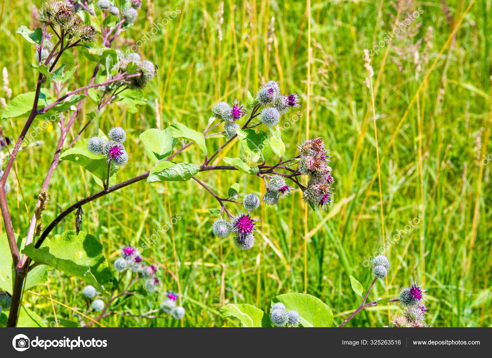 Arctium Lappa Commonly Referred Big Burdock Edible Burdock Beggars ...